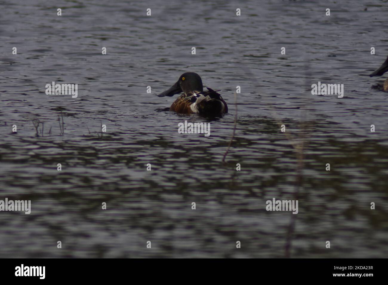 A duck floating on water Stock Photo - Alamy
