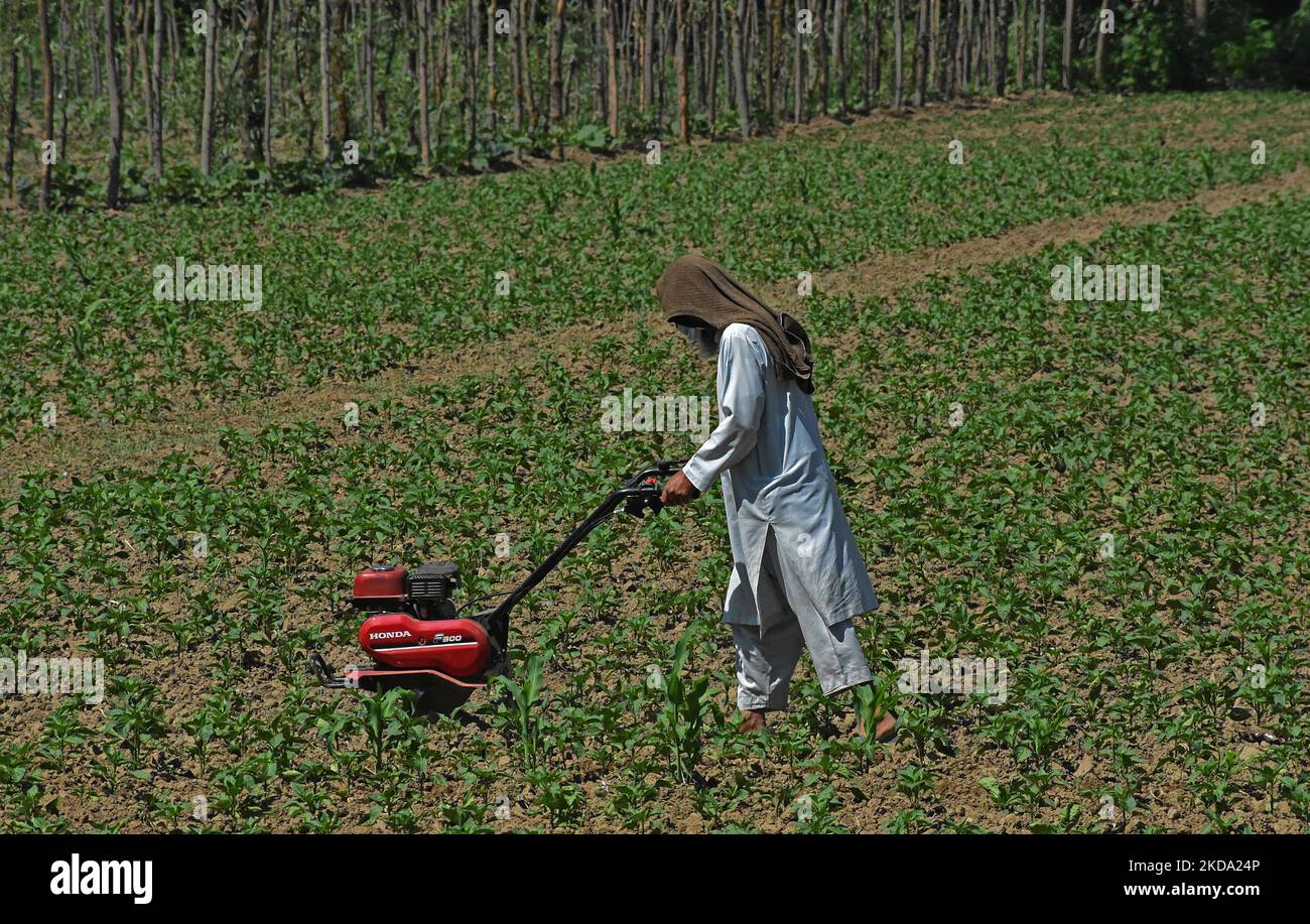 Hand push tiller hi-res stock photography and images - Alamy