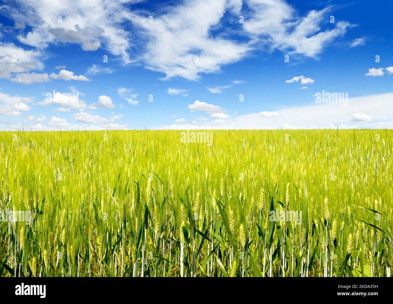 Summer autumn fall wheatfield hi-res stock photography and images - Alamy