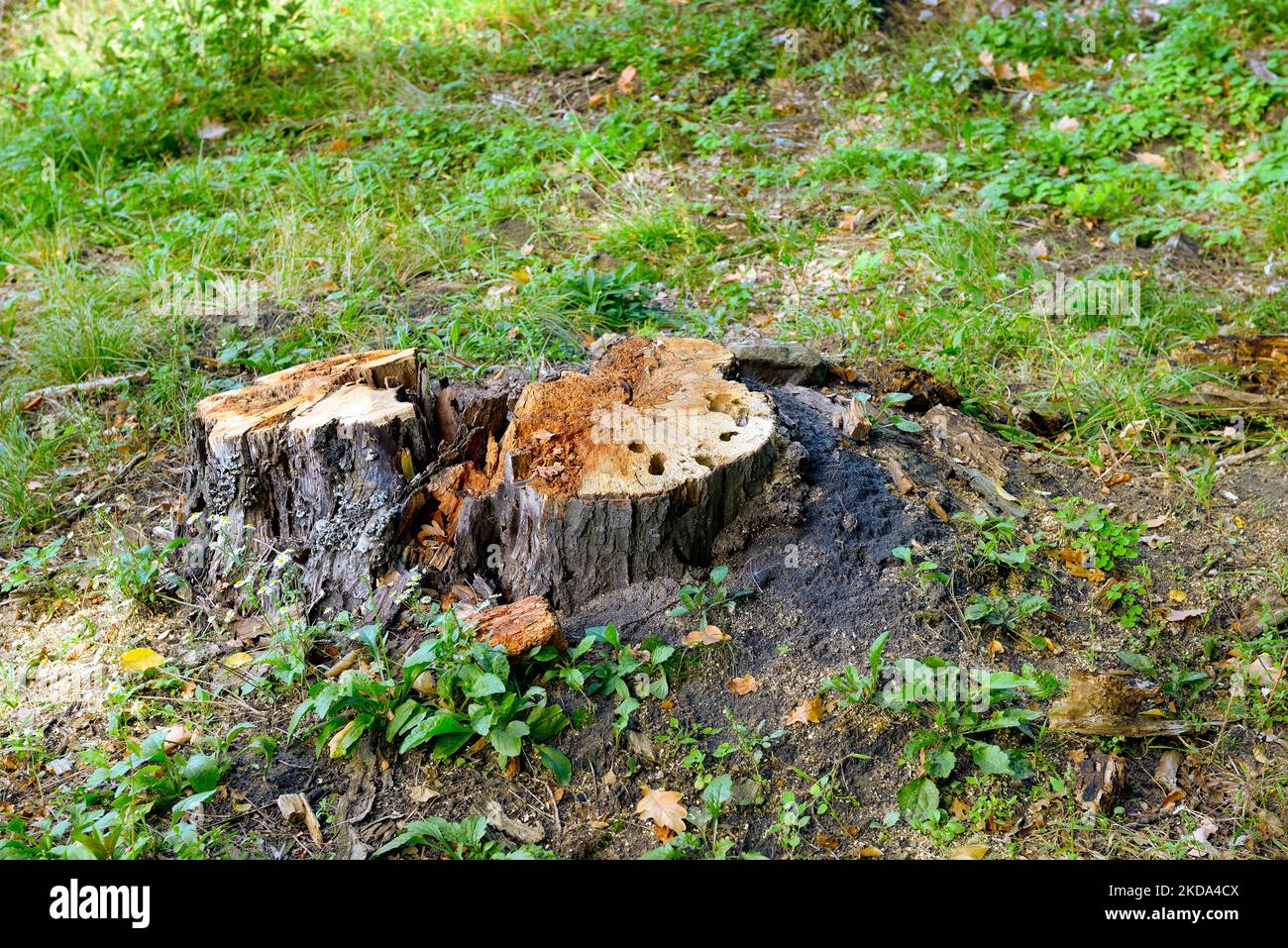 Stumps from felled trees deforestation hi-res stock photography and images - Alamy