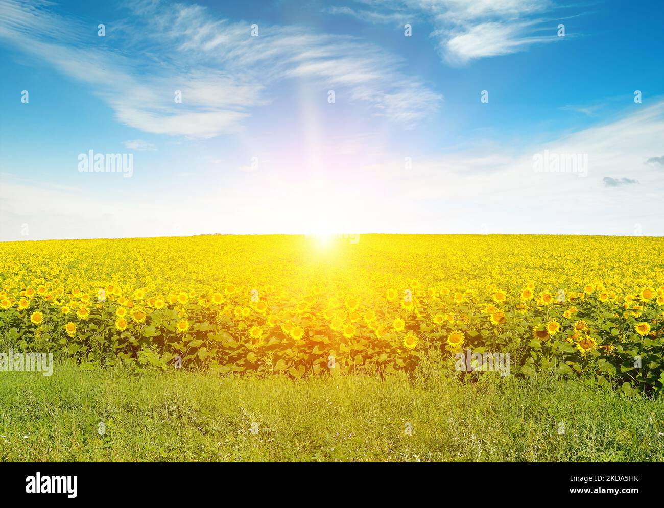 Beautiful sunrise over bright sunflower field Stock Photo - Alamy