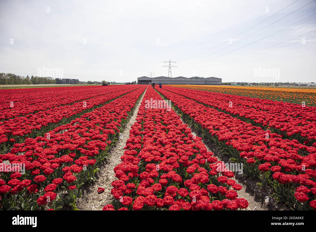 Cycling amsterdam aerial hi-res stock photography and images - Alamy