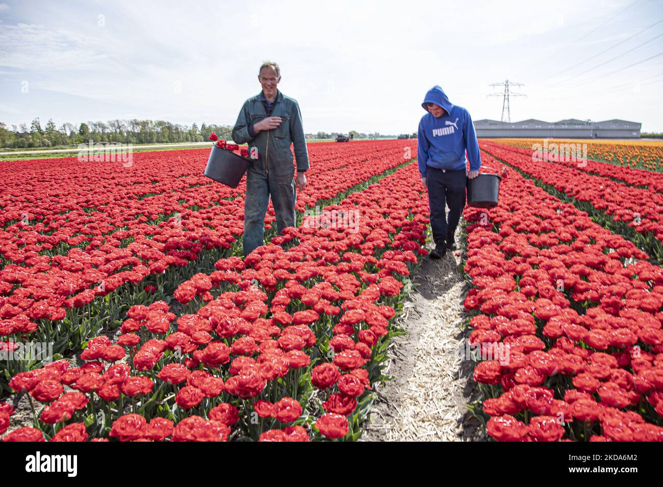 Workers collect and select tulips. The iconic magical Dutch tulips ...