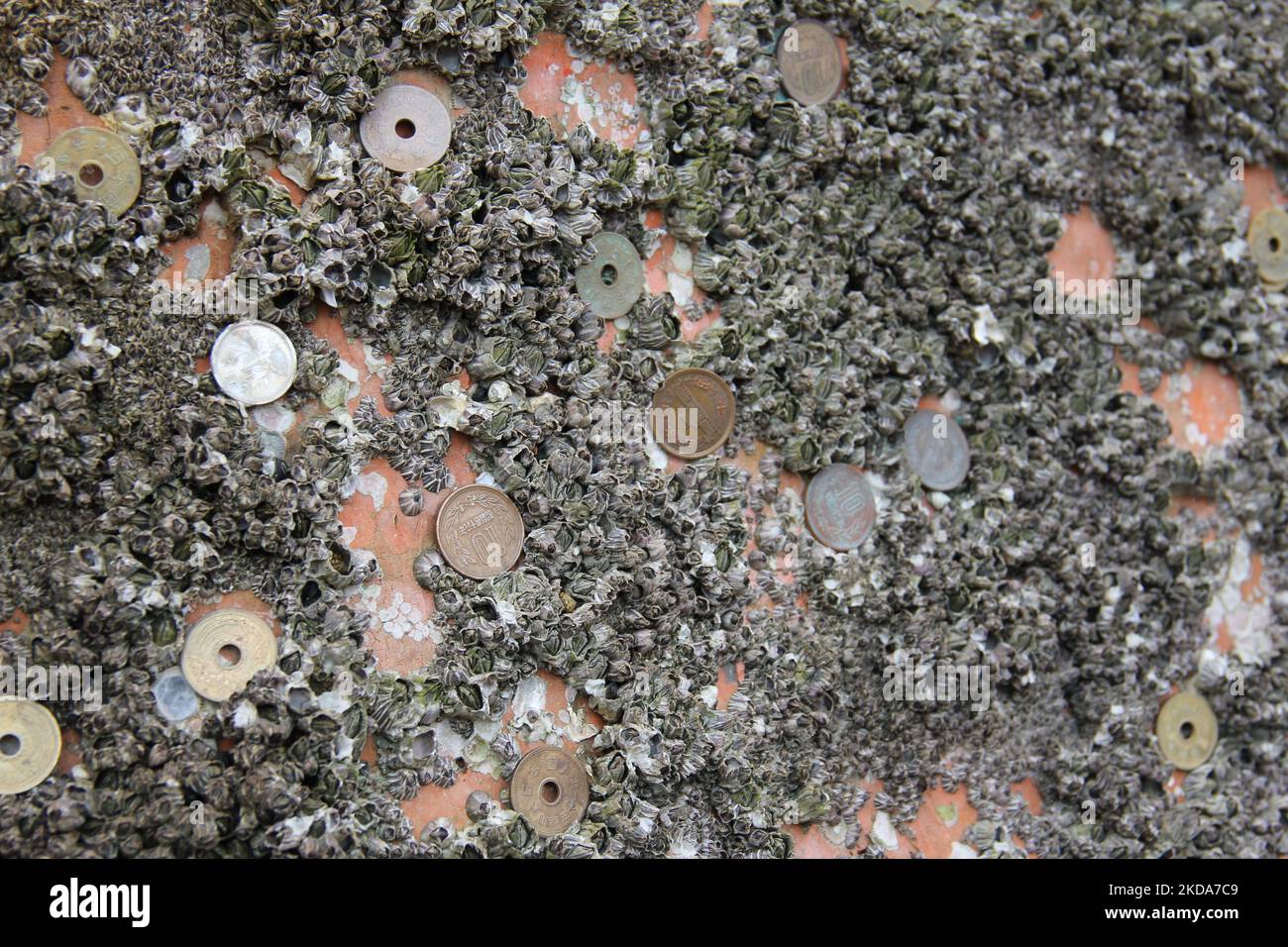 A top view of Japanese coins overgrown with shells at the Itsukushima ...