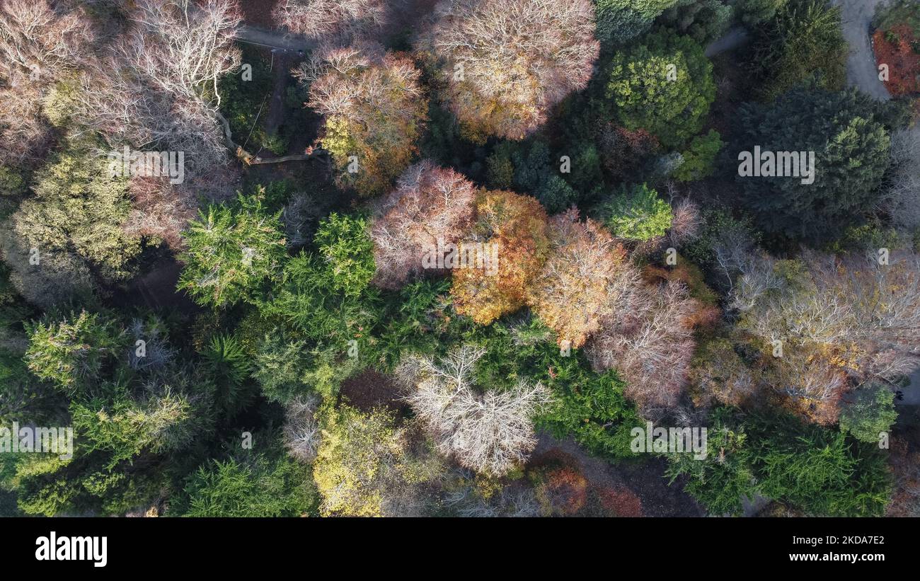 An aerial view of colorful tree tops in dense forests in autumn Stock ...