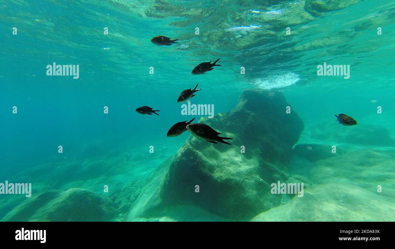Fish breaking surface of water hi-res stock photography and images - Alamy