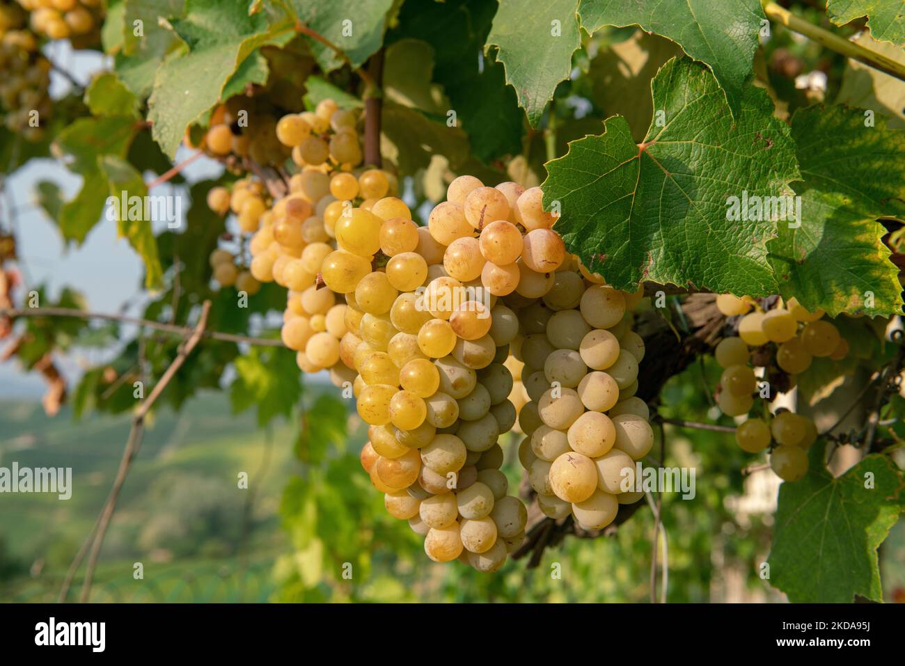 white grapes: bunches of white grapes on the vine ready to be harvested ...