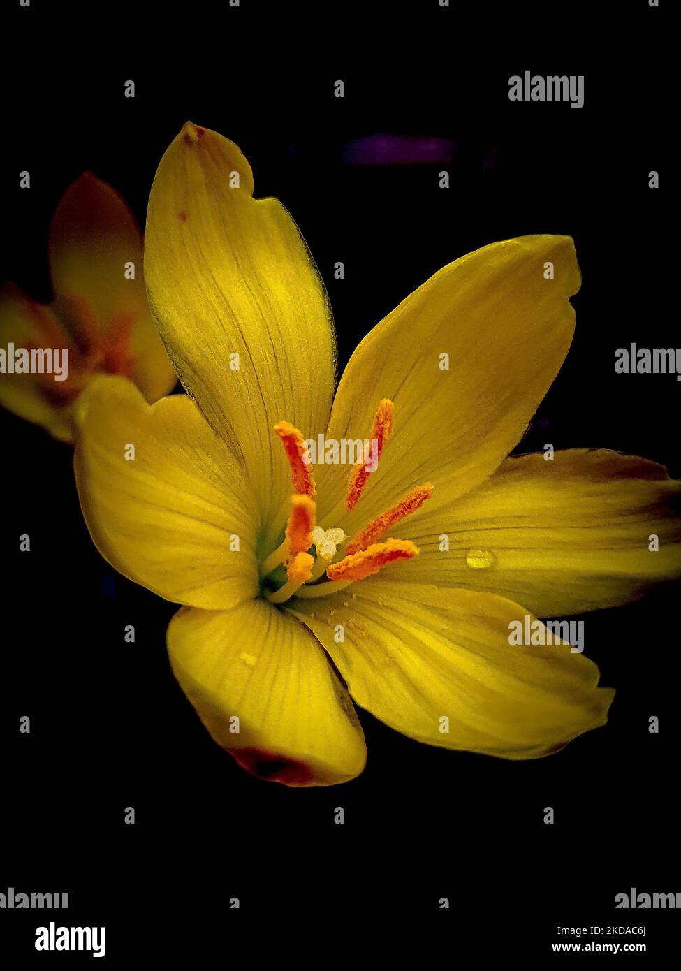 A vertical closeup of Zephyranthes citrina on the dark background Stock ...