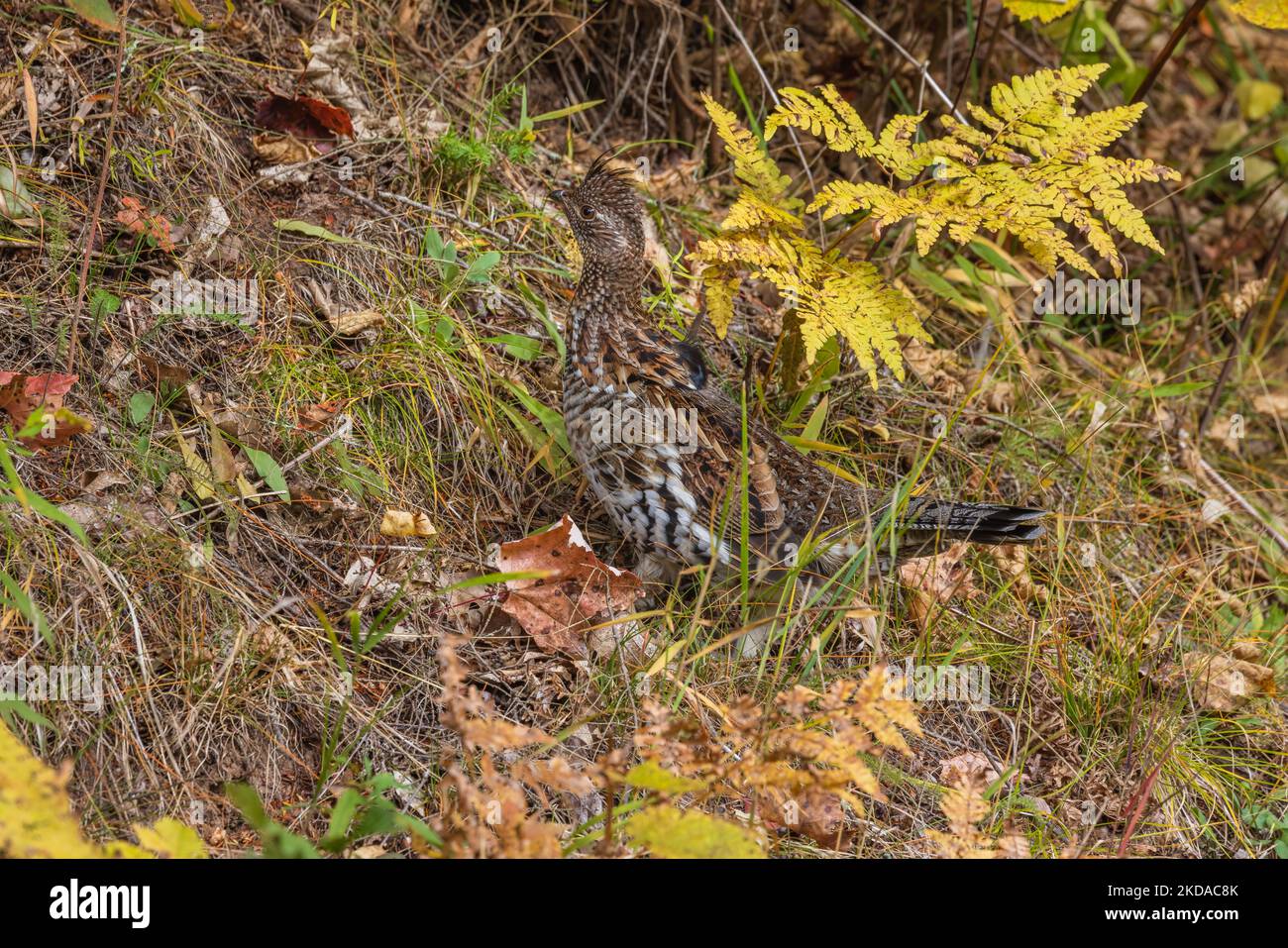Ruffed grouse in northern Wisconsin Stock Photo - Alamy