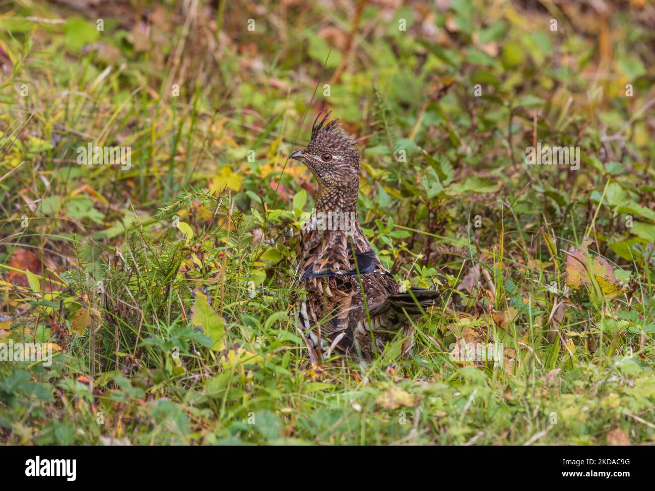 Grouse in fall hi-res stock photography and images - Alamy