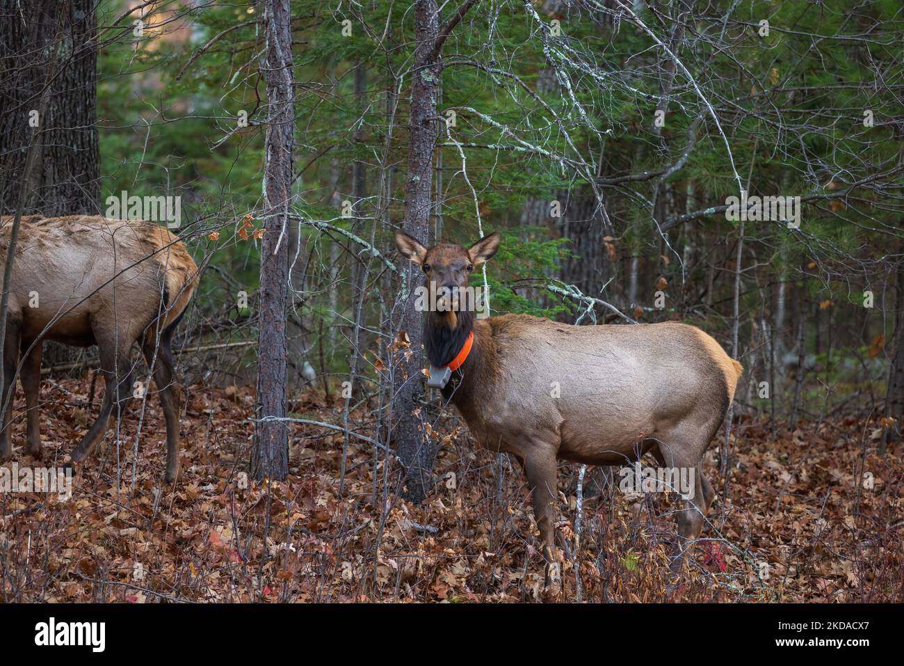 Cow elk in Clam Lake, Wisconsin Stock Photo - Alamy