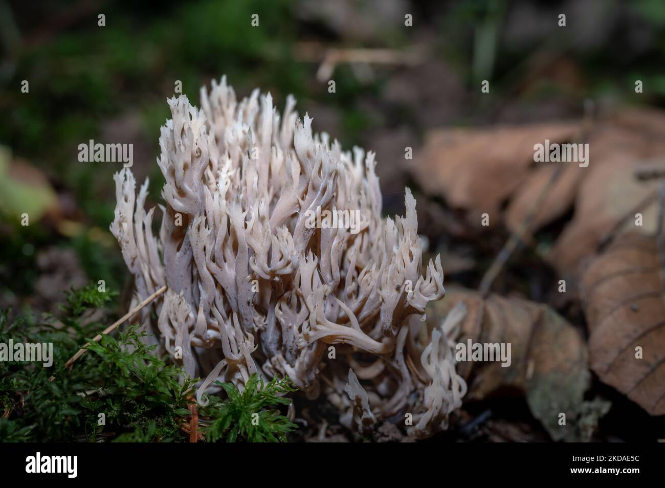 Ramaria pallida mushroom. Toxic Ramaria Mairei Donk Stock Photo - Alamy