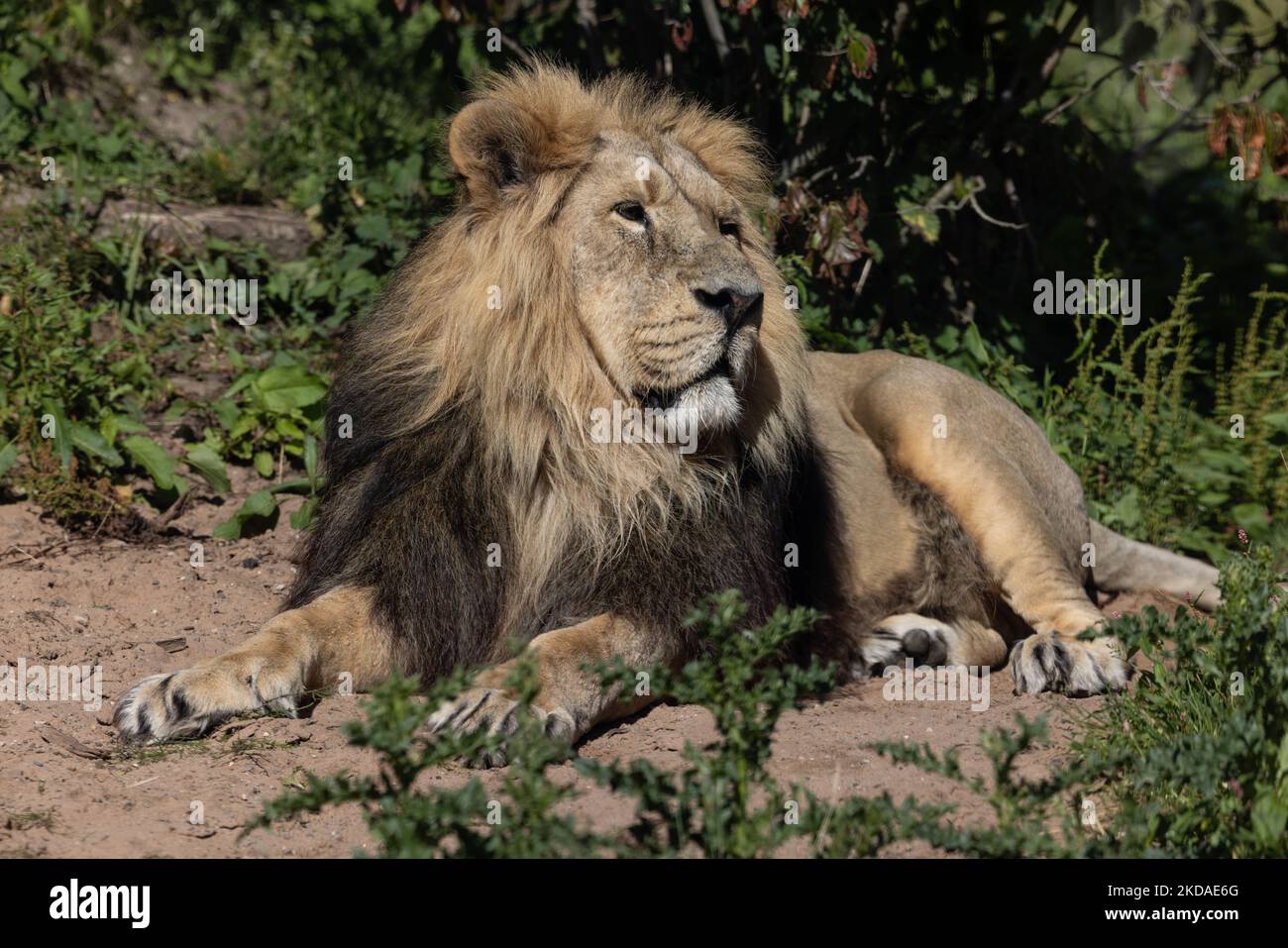 A male lion lying on sandy ground Stock Photo - Alamy