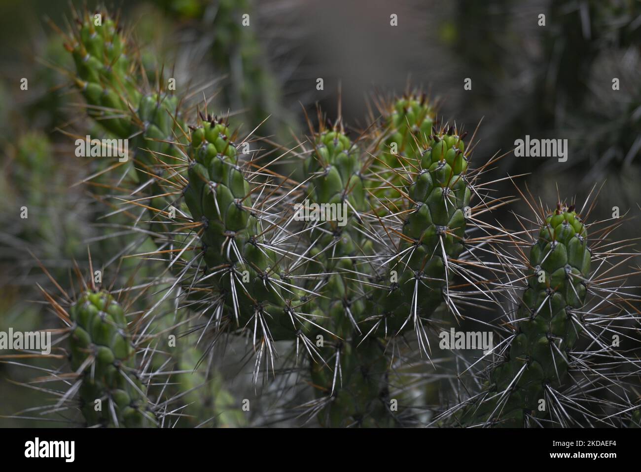 The spiny heads of a cactus seen next to the Mirador Cruz del Cóndor, a ...
