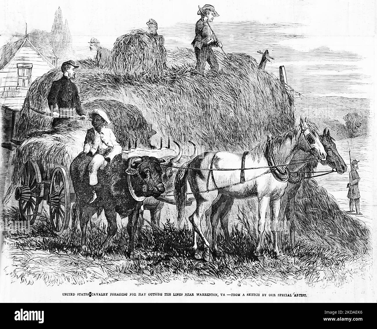 United States cavalry foraging for hay outside the lines near Warrenton ...