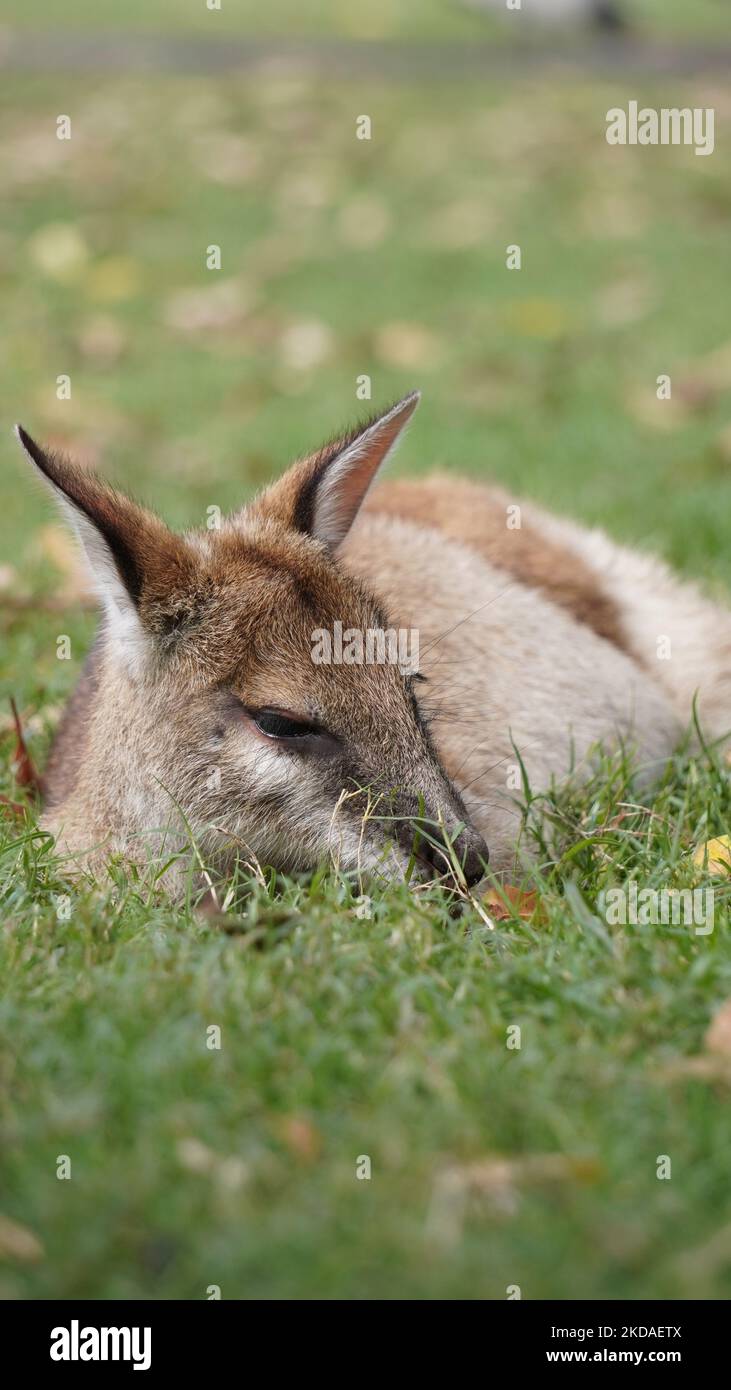 A brown kangaroo lying on grassy ground Stock Photo - Alamy