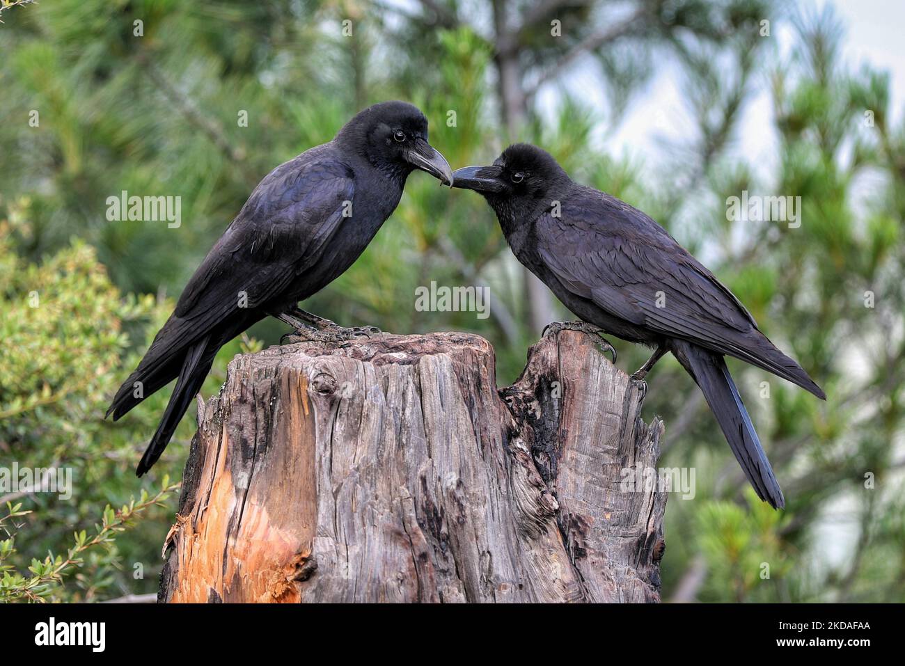 Crows sit on a truck of a tree in a forest area on the outskirts of ...