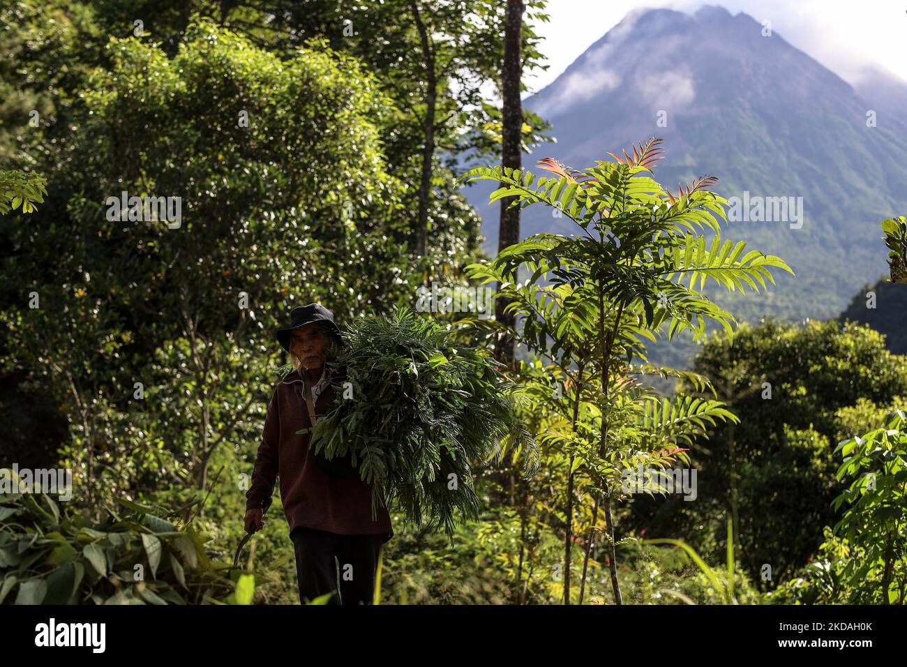 A farmer gathers grass to feed livestock as Mount Merapi seen from ...