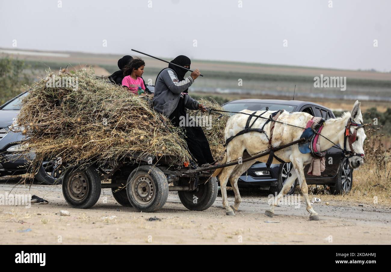 Donkey cart palestine hi-res stock photography and images - Alamy