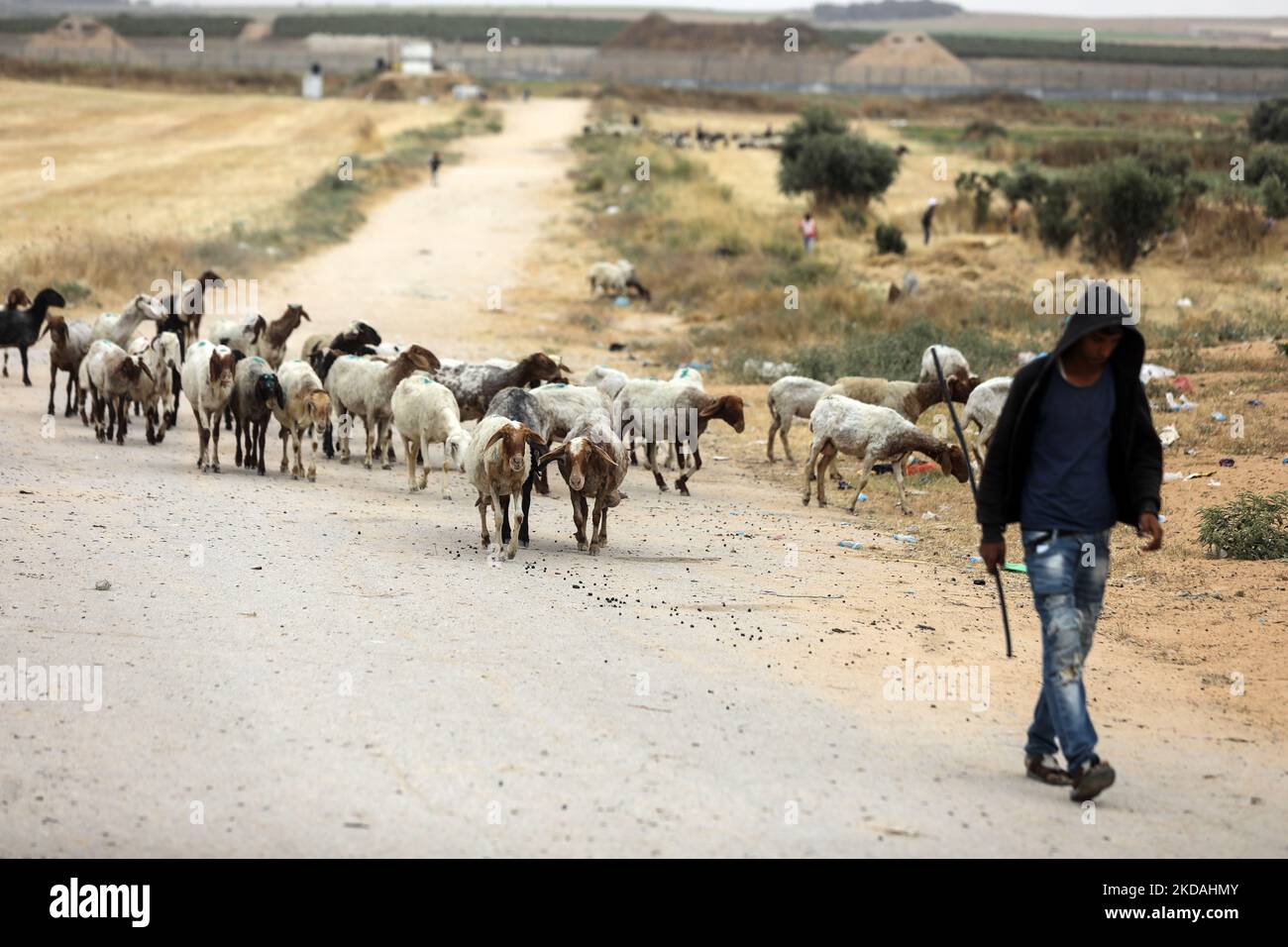 Palestinian shepherds walk with their sheep, east of Gaza City near the ...