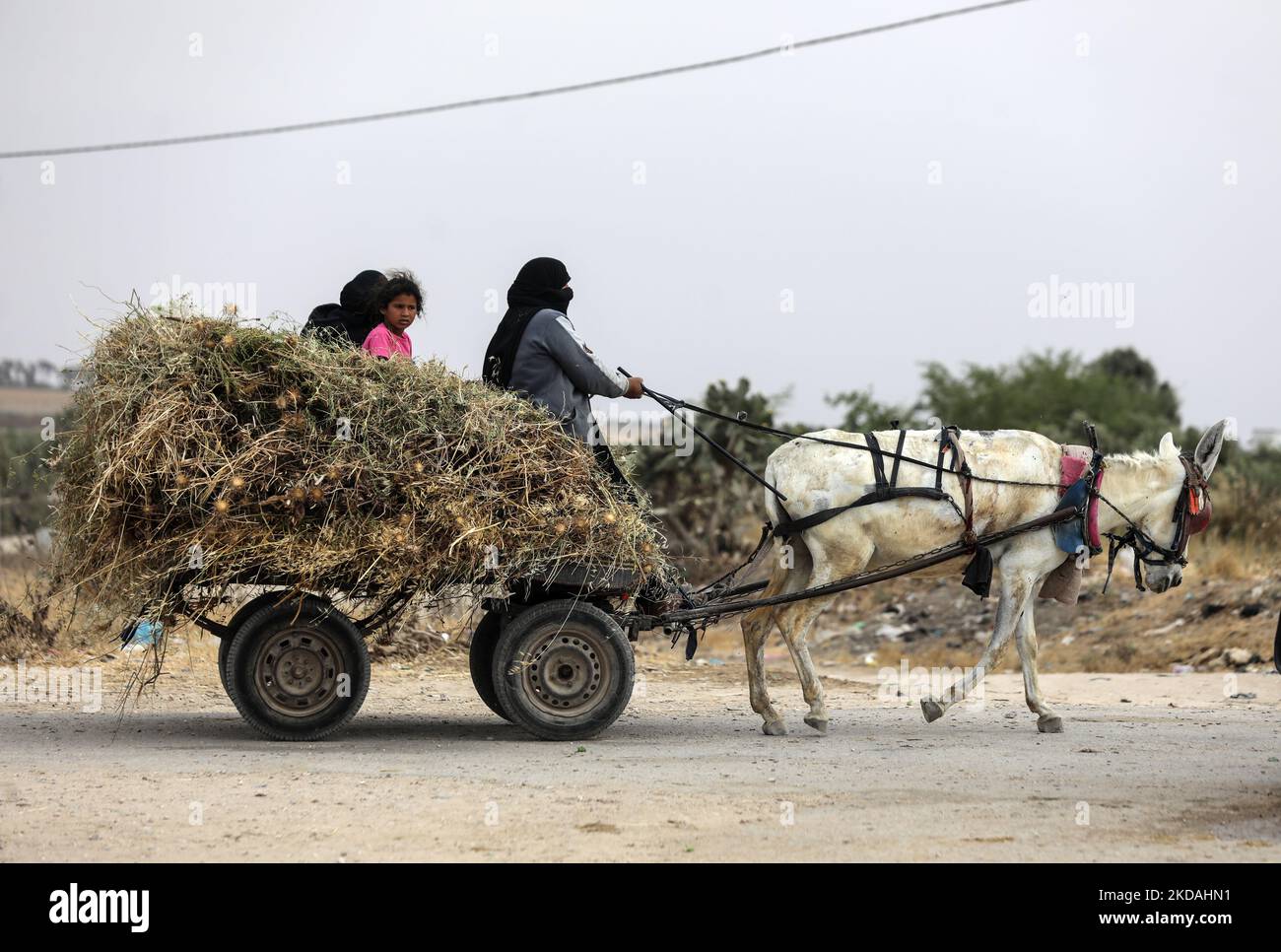 Donkey cart palestine hi-res stock photography and images - Alamy