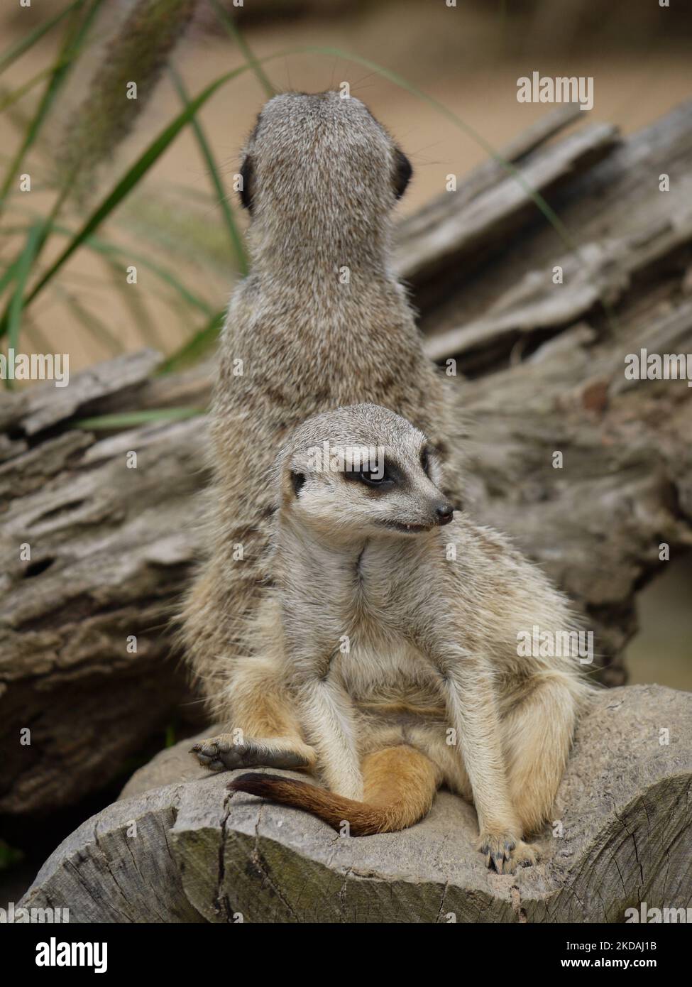 A vertical shot of two beautiful fluffy meerkats sitting back to back ...