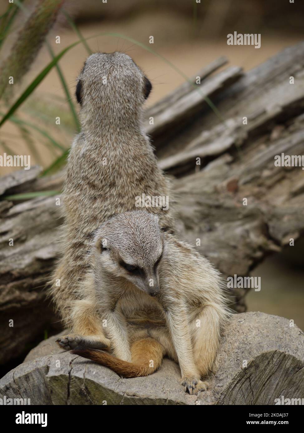 A vertical shot of two beautiful fluffy meerkats sitting back to back ...