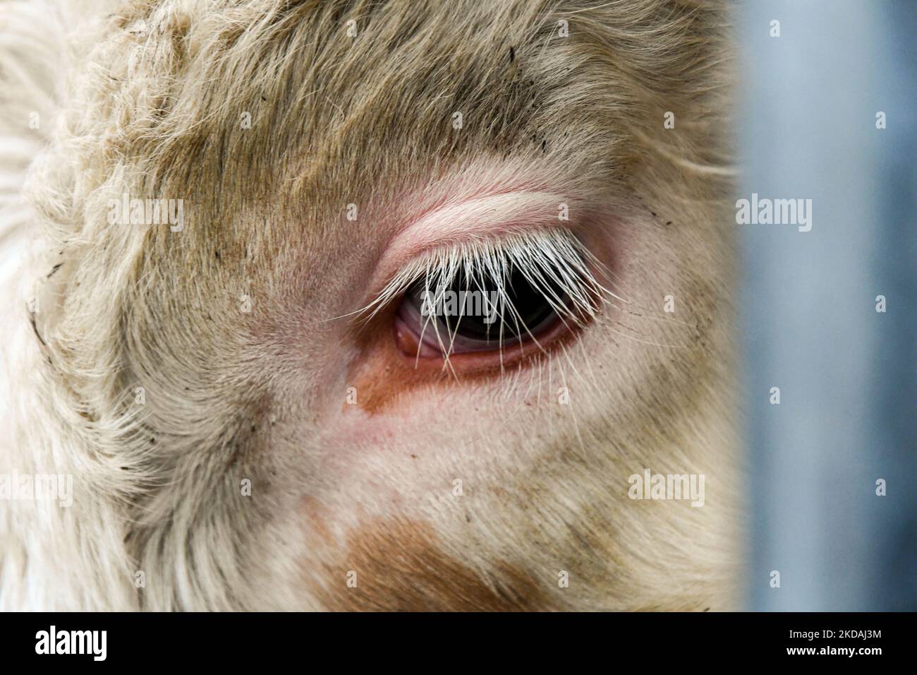 Closeup of an eye of a young bull behind bars of its fence Stock Photo ...
