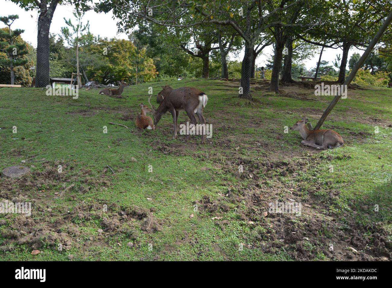 Some cute deer in Nara, Japan Stock Photo - Alamy