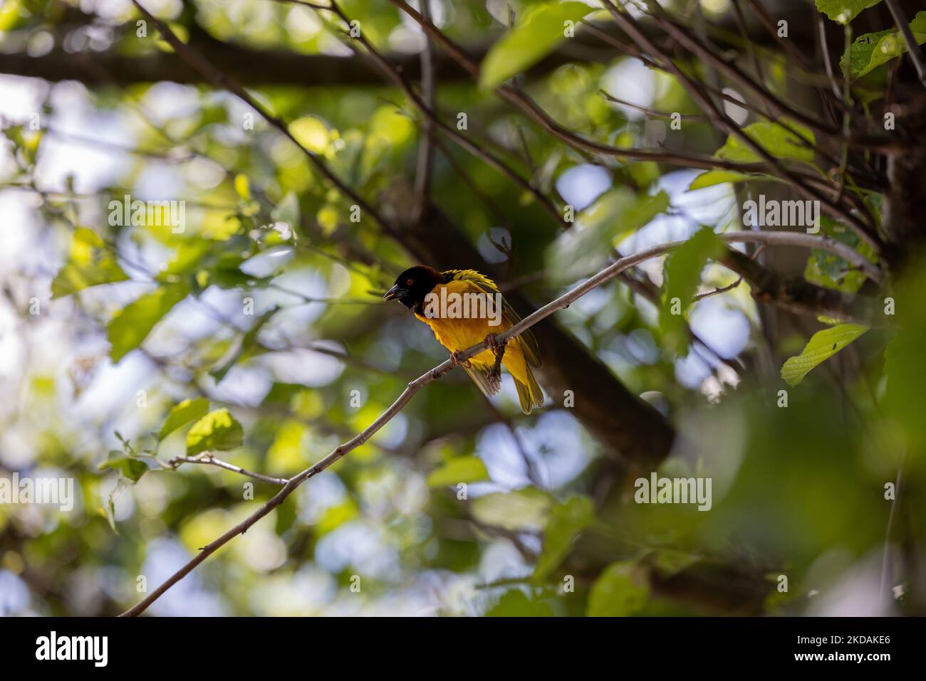 A village weaver bird on top of tree with leaves around it Stock Photo ...