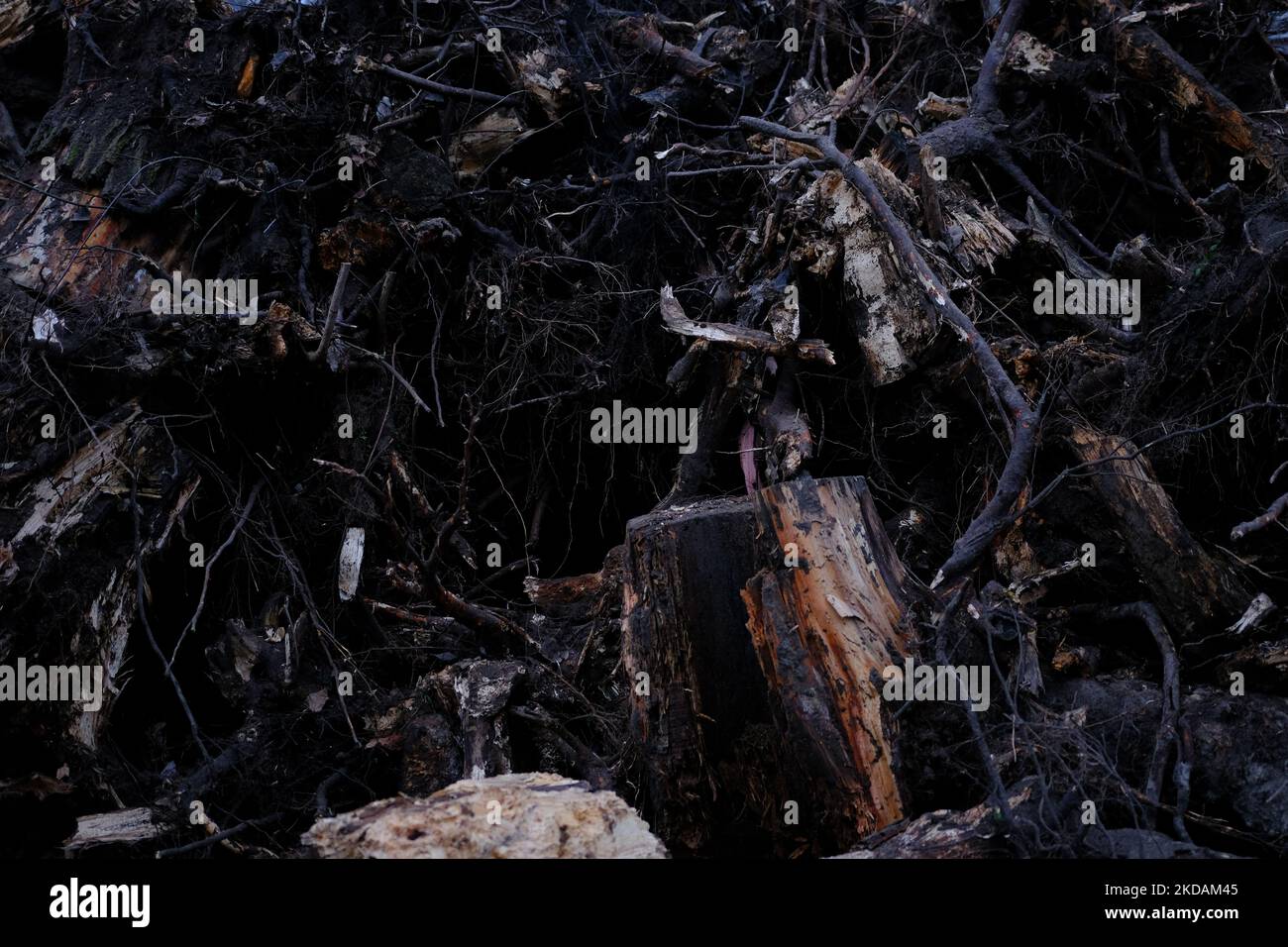 Roots ground large fallen hi-res stock photography and images - Alamy