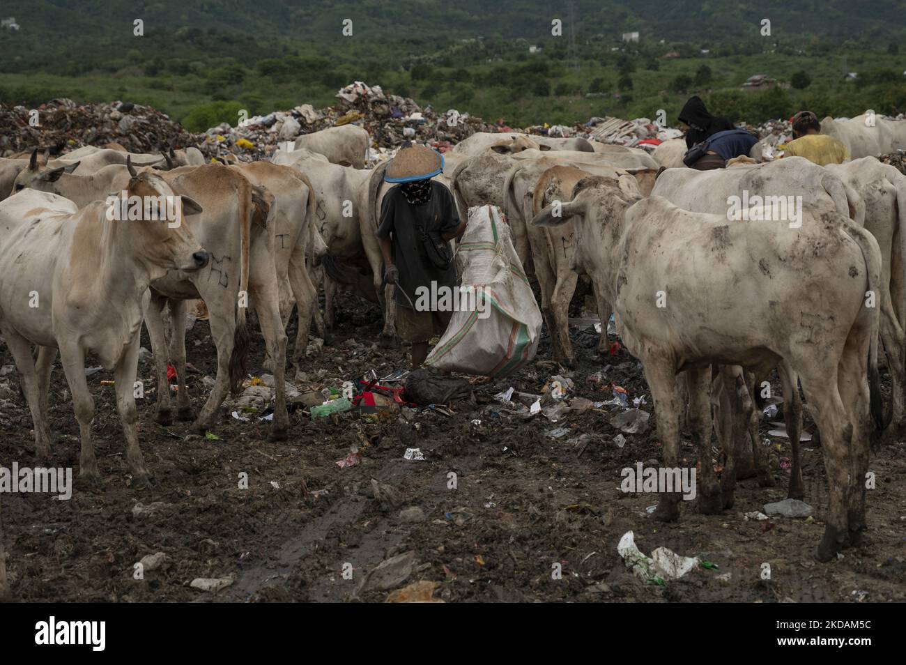 Scavengers look for used goods among cattle looking for food at the ...