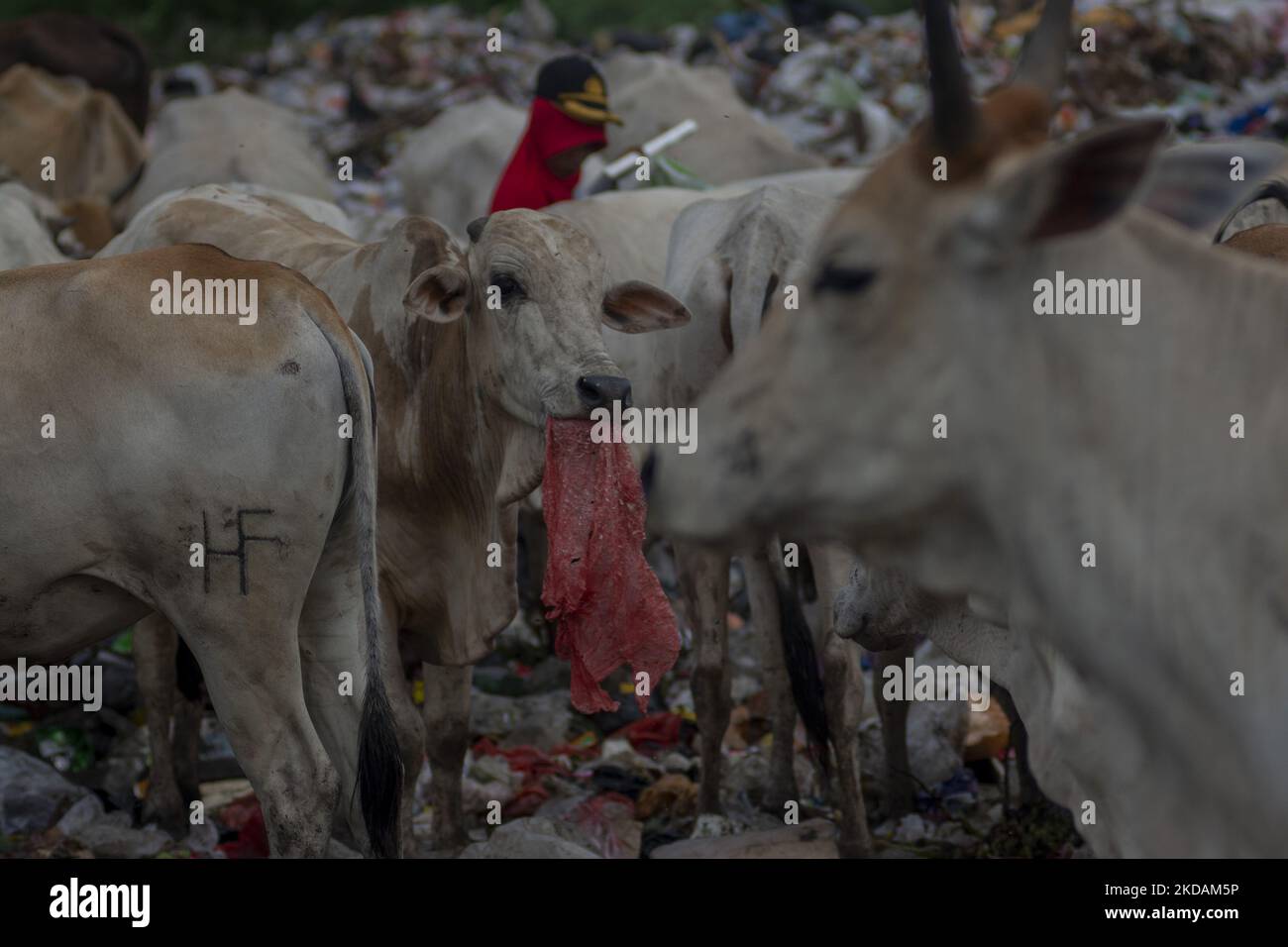 A cow eats plastic waste at the waste final disposal site (TPA) in ...
