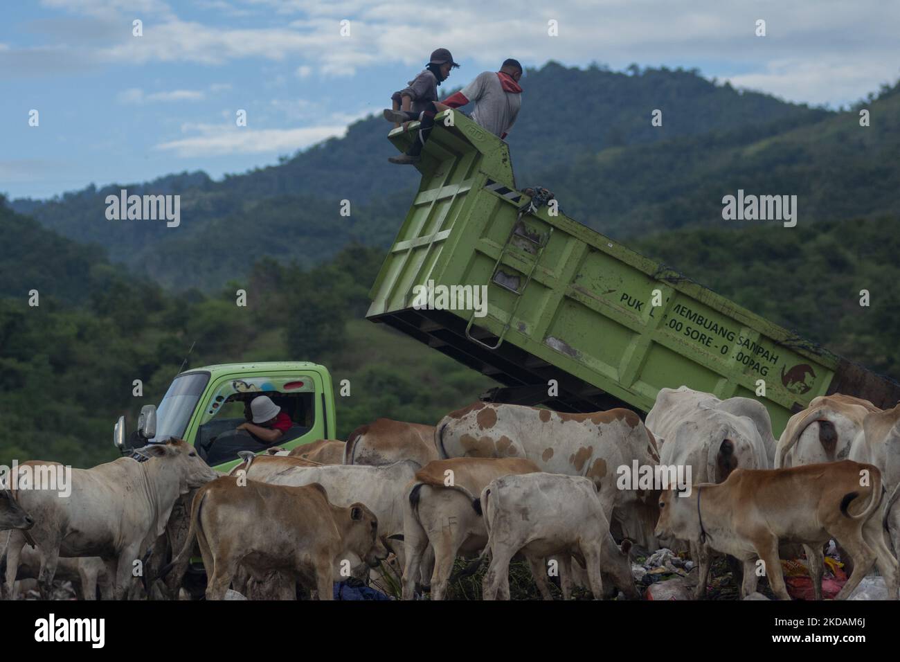 Workers unloading trash among cattle looking for food at a waste final ...