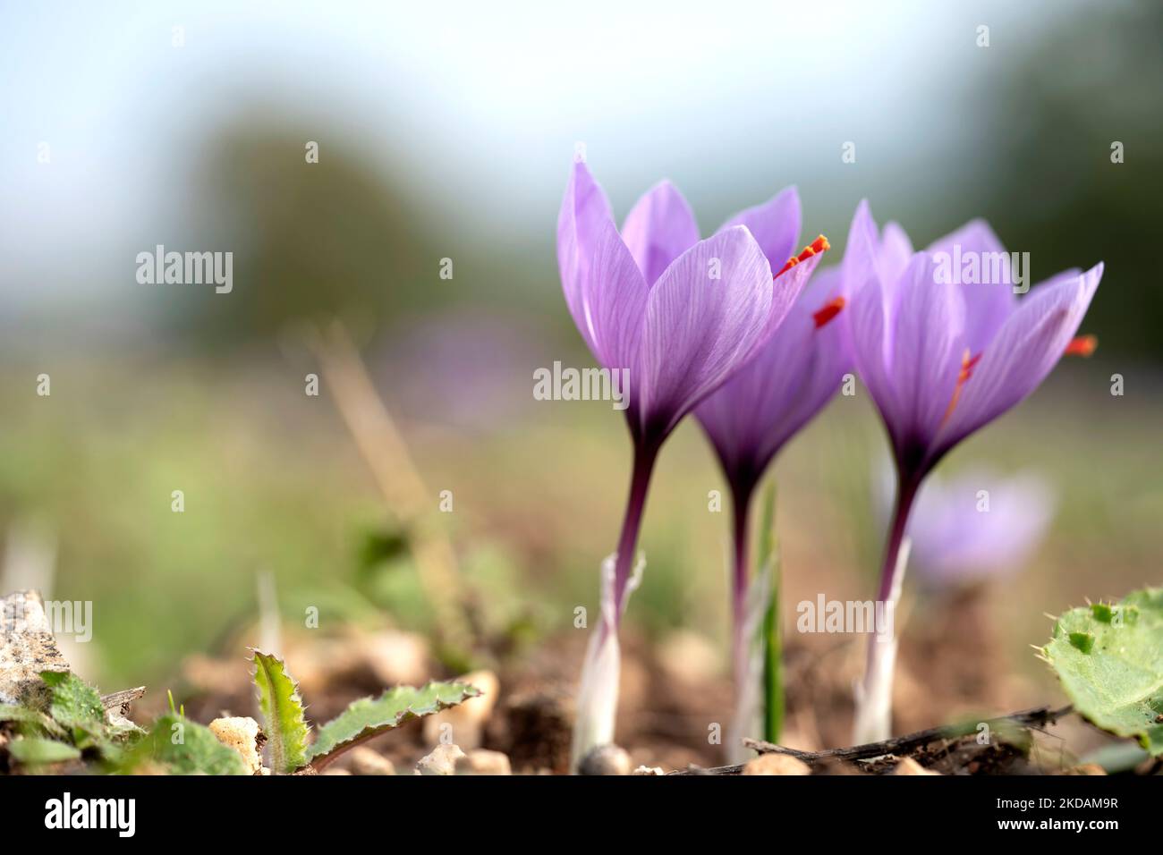 Closeup of Saffron flowers in a field. Crocus sativus, saffron crocus ...