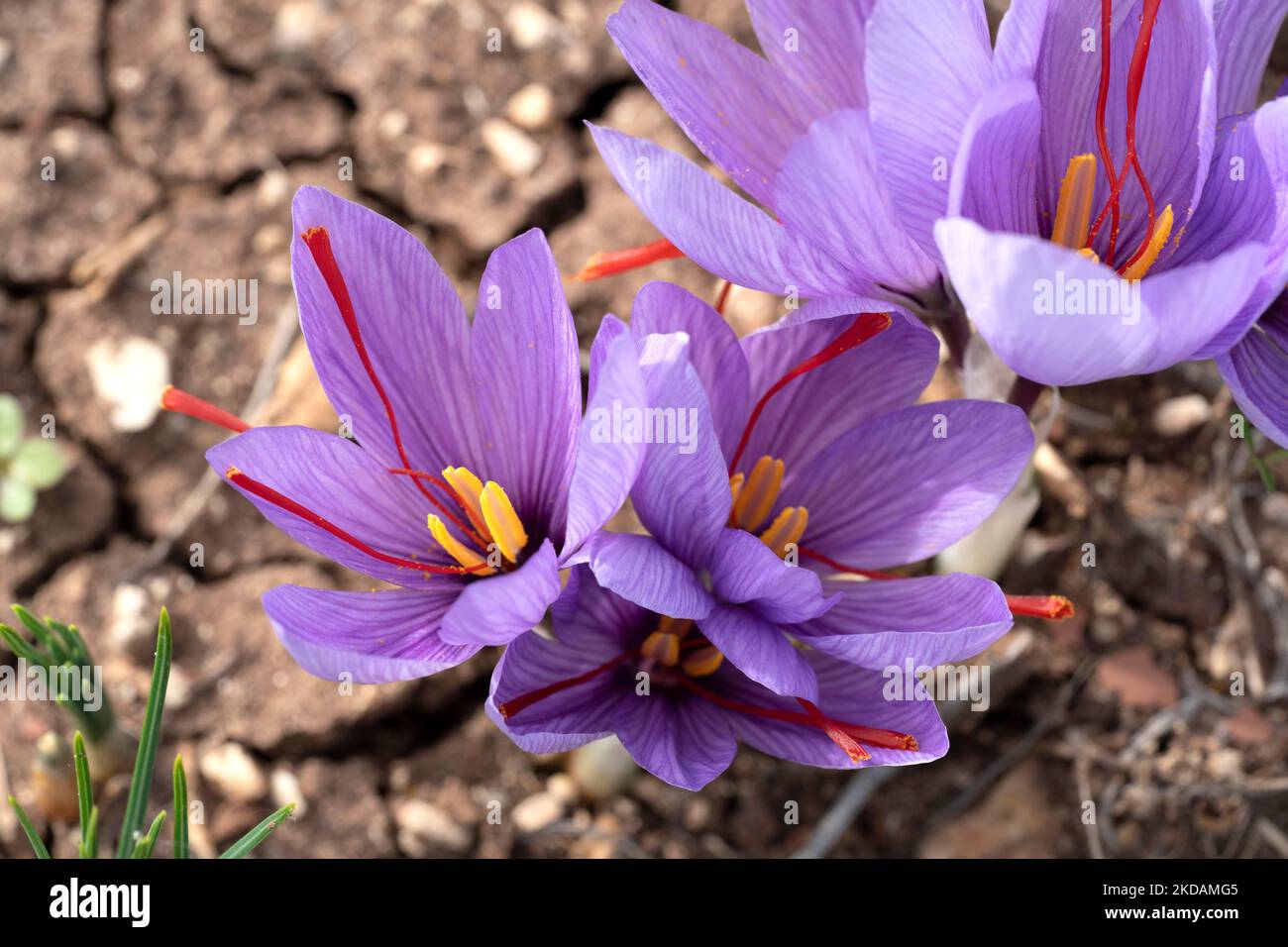 Closeup of Saffron flowers in a field. Crocus sativus, saffron crocus ...