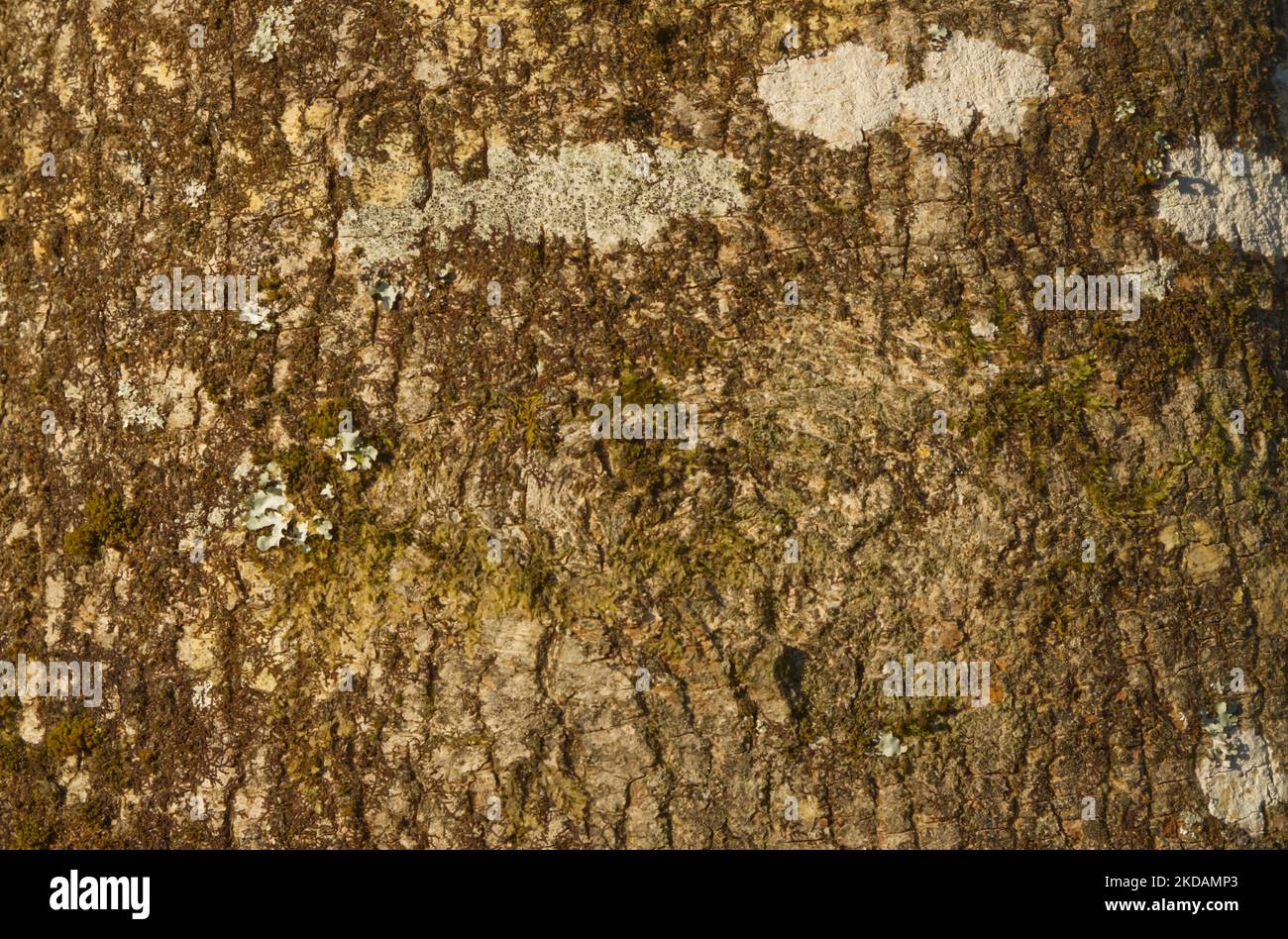 Ash tree of diseased trunk showing bark with the Dieback , isolated ...