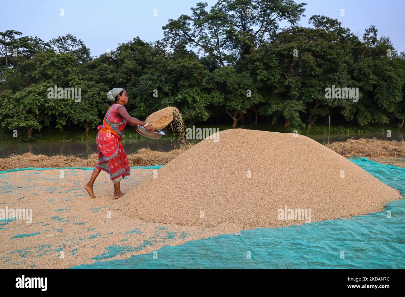 Woman carry rice paddy as she spreading out paddy after dry in the sun ...