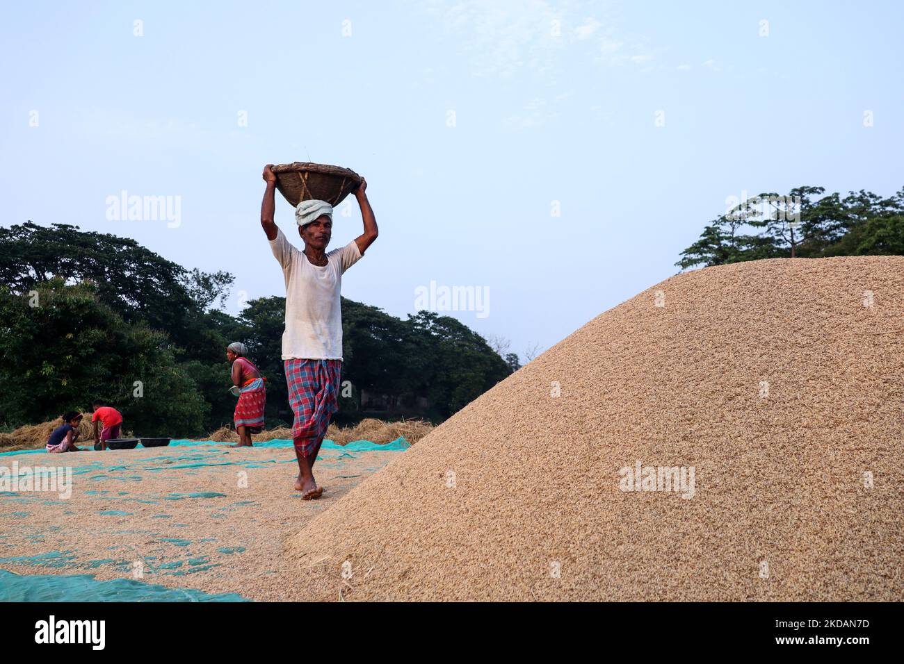 Farmer carry rice paddy as he spreading out paddy after dry in the sun ...