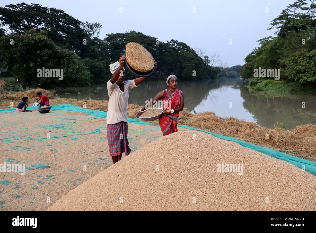 Farmers carry rice paddy as they spreading out paddy after dry in the ...