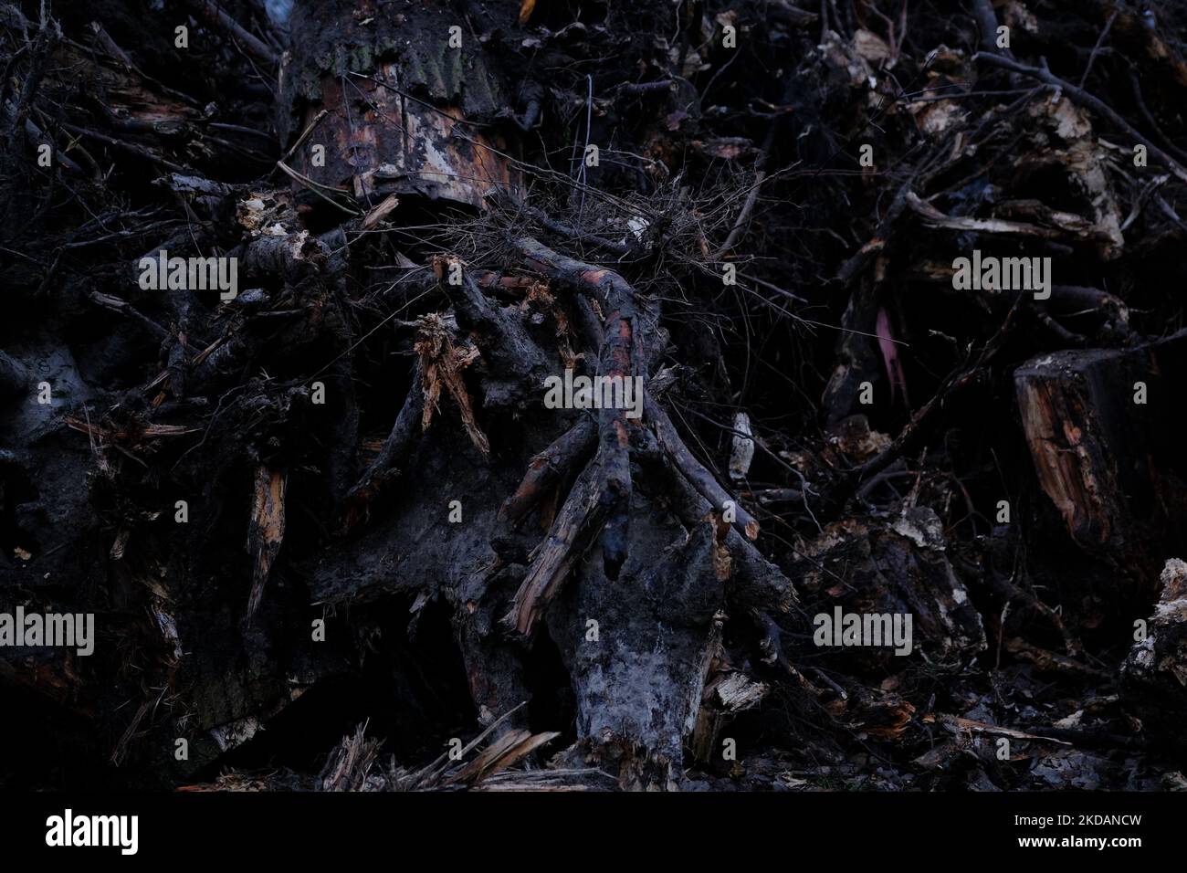 Roots ground large fallen hi-res stock photography and images - Alamy
