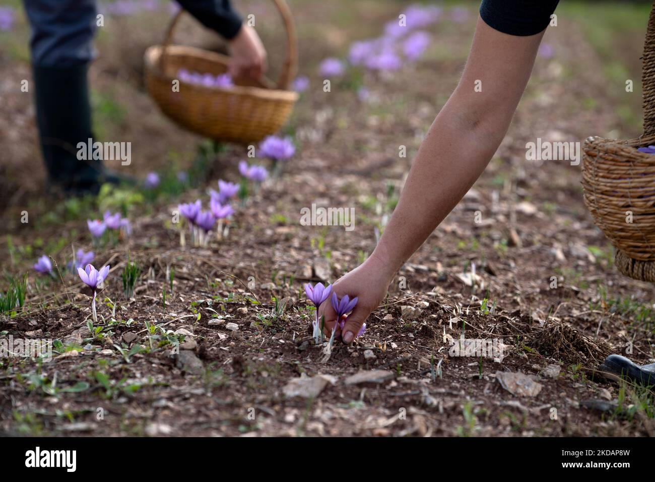 Closeup of Saffron flowers in a field. Crocus sativus, saffron crocus ...