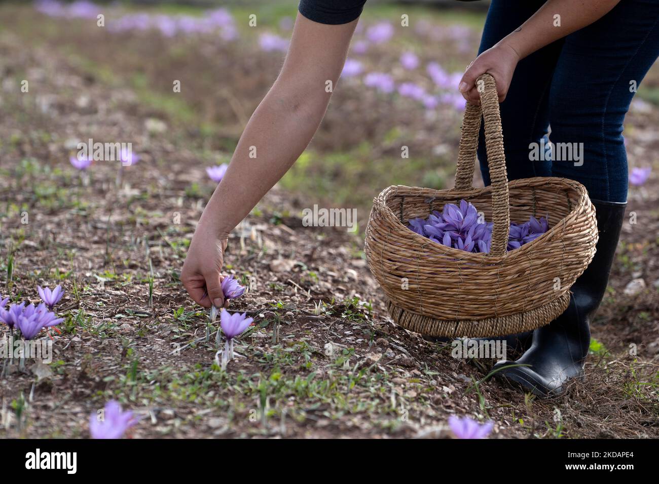 Closeup of Saffron flowers in a field. Crocus sativus, saffron crocus ...