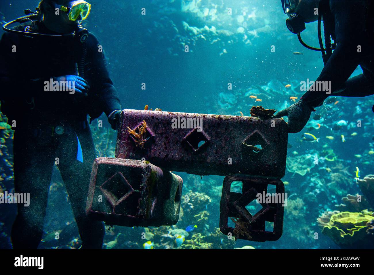 Two divers are placing an environmentally-friendly artificial reef ...