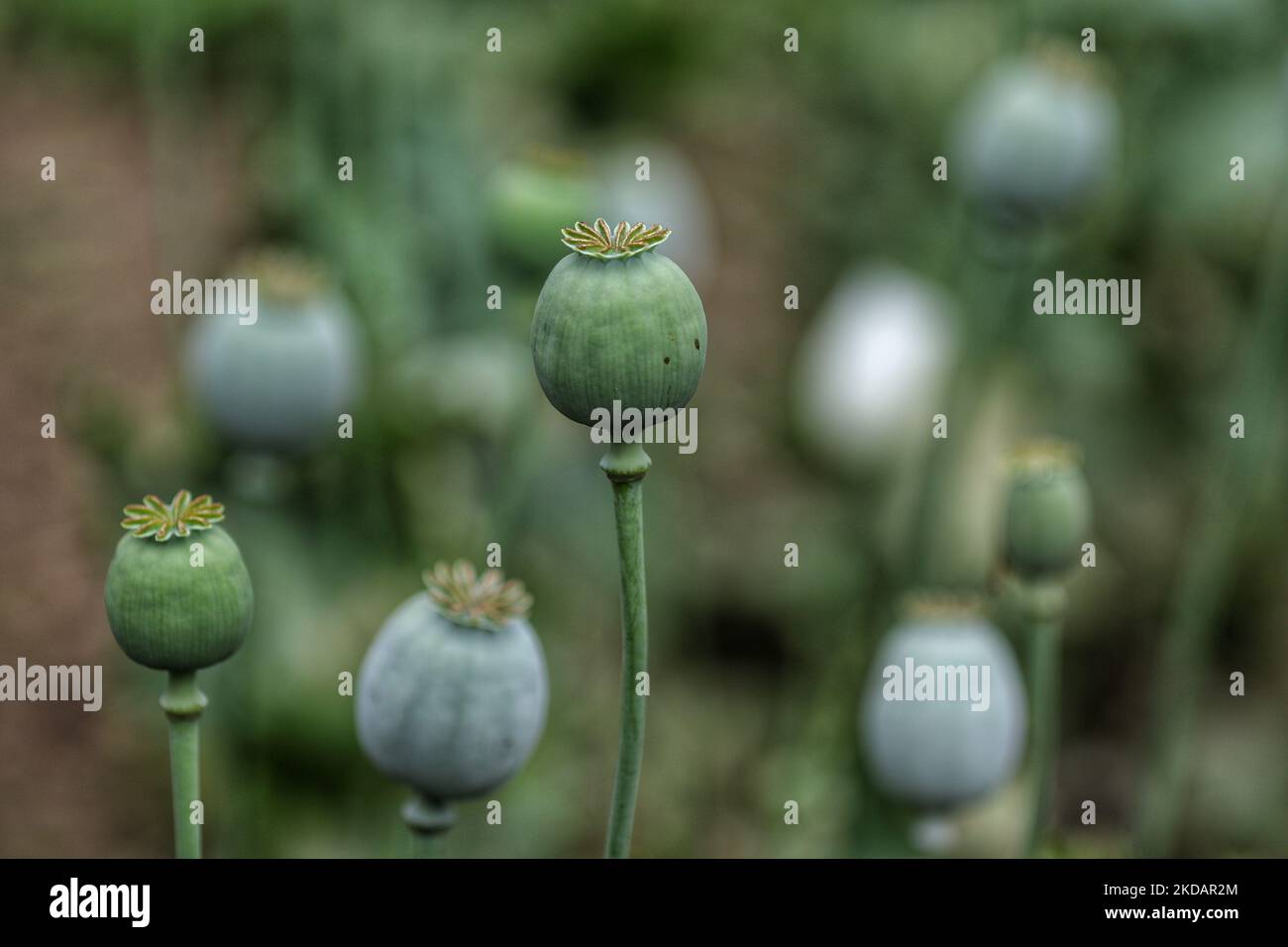 A view of opium poppy growing in a field in Baramulla Jammu and Kashmir ...