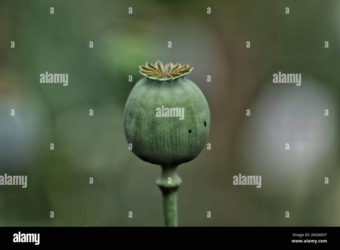 A view of opium poppy growing in a field in Baramulla Jammu and Kashmir ...