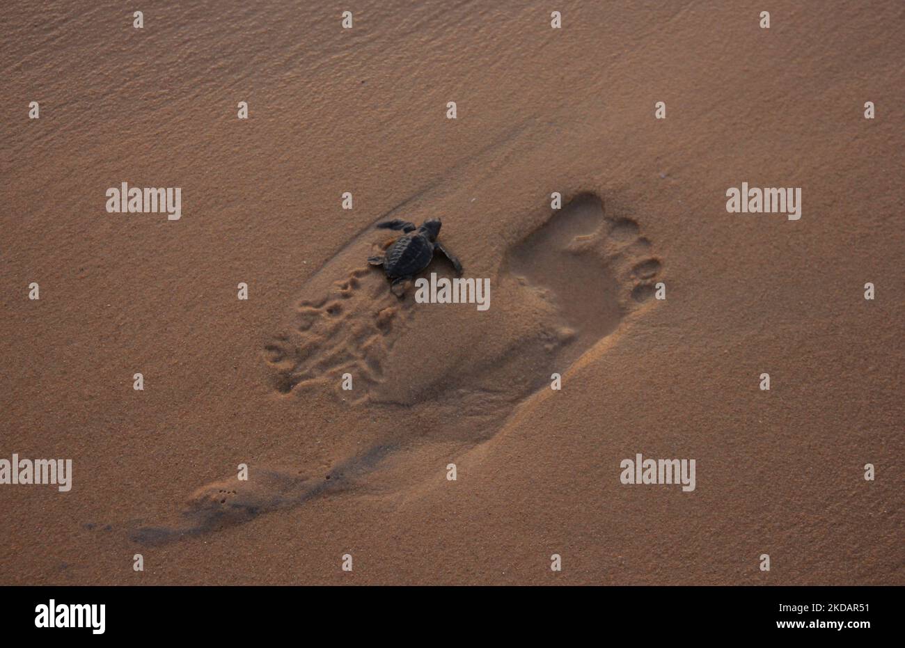 Baby Olive Ridley turtles are seen on the Rushikulya river mouth beach ...