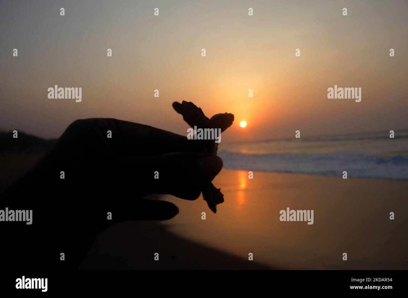 Baby Olive Ridley turtles are seen on the Rushikulya river mouth beach ...