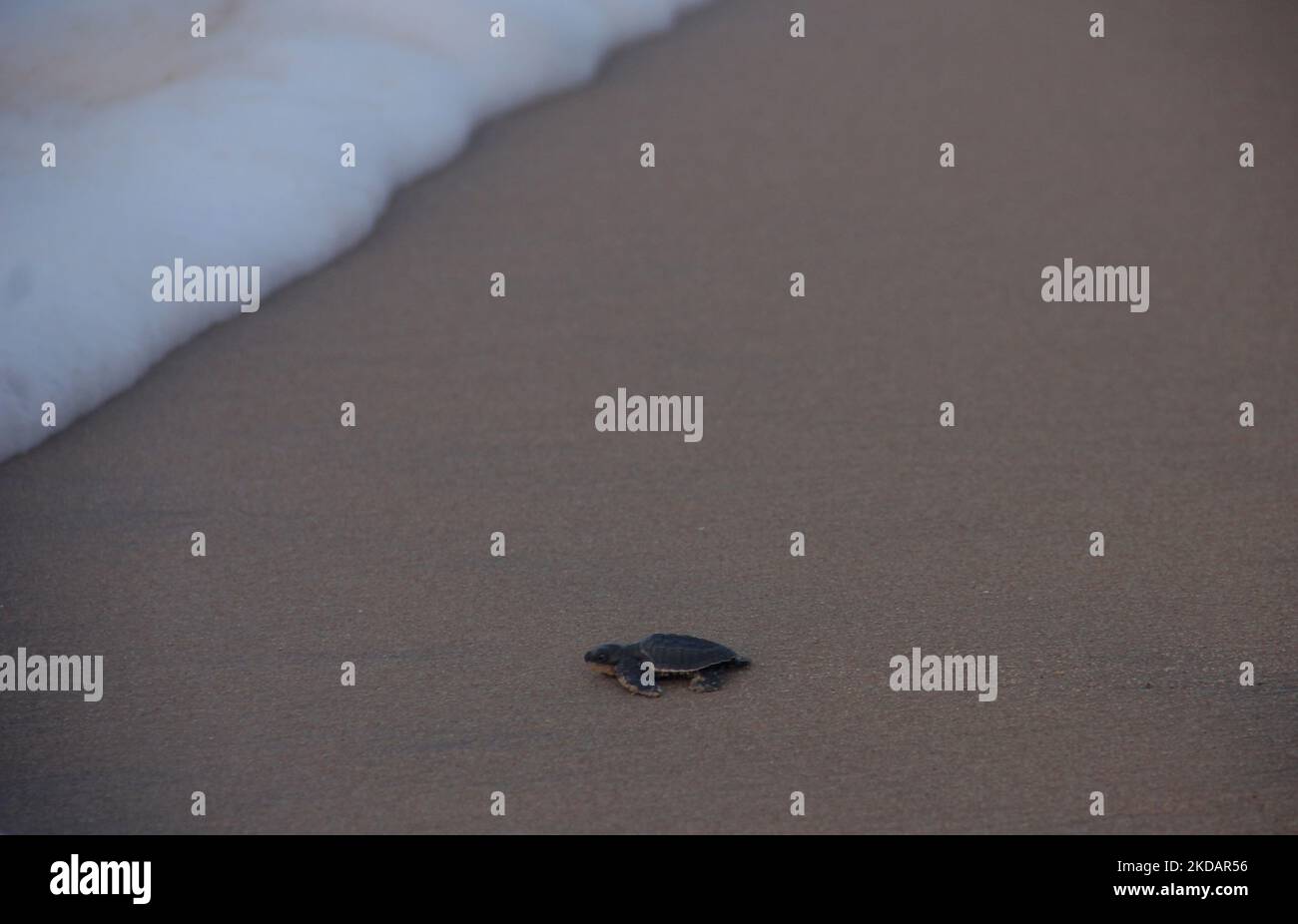 Baby Olive Ridley turtles are seen on the Rushikulya river mouth beach ...