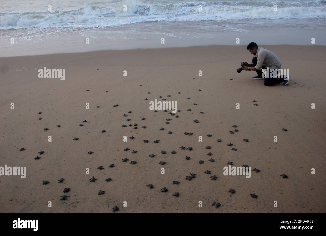 Baby Olive Ridley turtles are seen on the Rushikulya river mouth beach ...